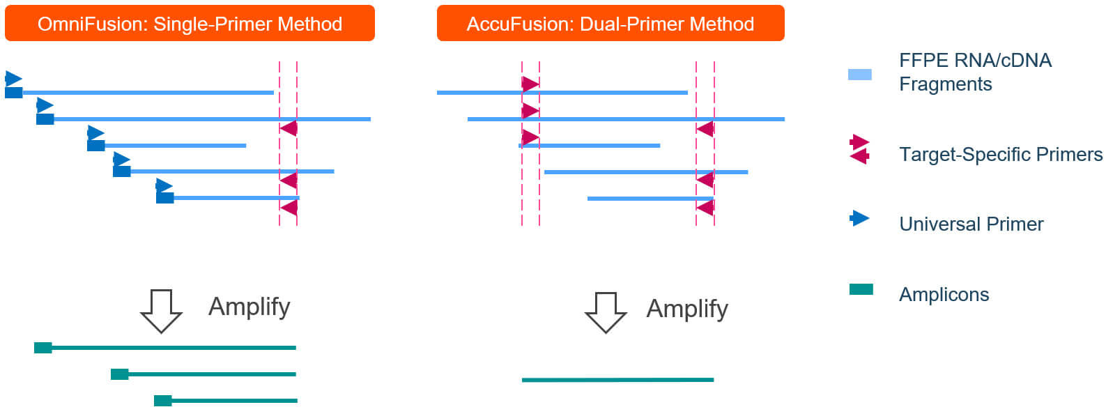 Amplicon Sequencing: Solution For Targeted Amplicon Sequencing Amplicon Sequencing: Solution For Targeted Amplicon Sequencing