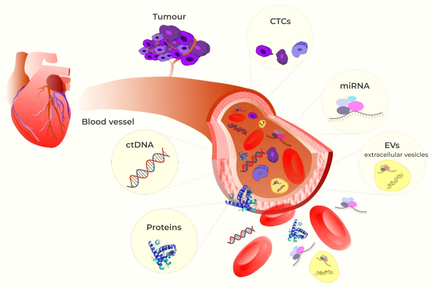 What Are The Differences Between Ctdna And Ctc Paragon Genomics